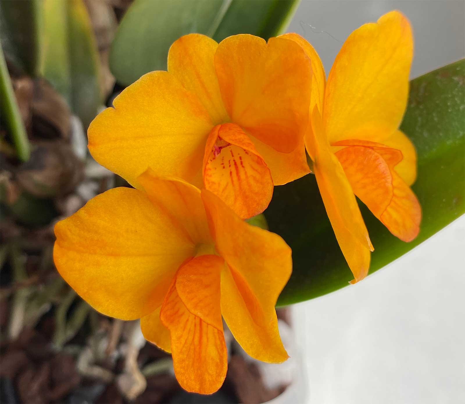 June 2024: Alan Koch & Plant Giveaway - Maine Orchid Society